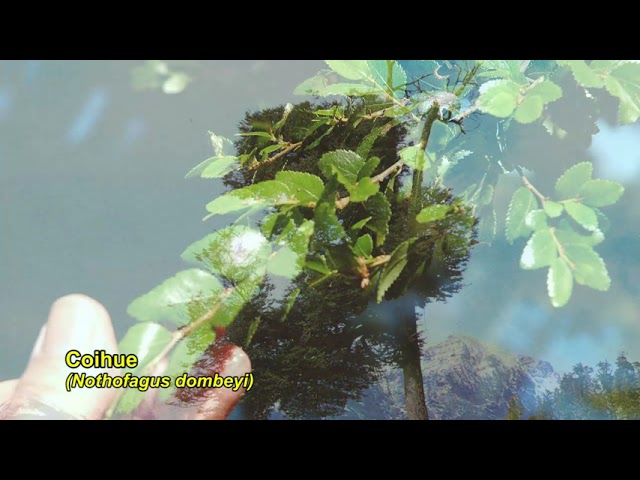 Todo lo que debes conocer sobre el impresionante Coigüe de Magallanes ...